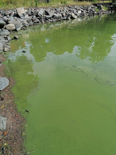 Blue-green algae bloom season 2021 - Origin by Ocean