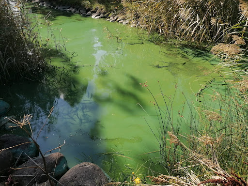 Blue-green algae bloom season 2021 - Origin by Ocean